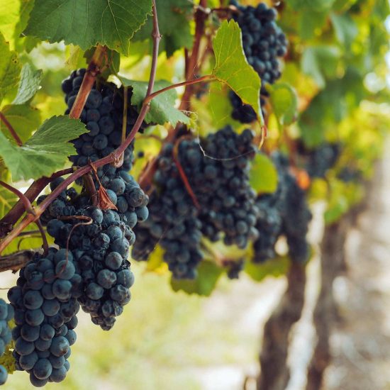 Modern Agriculture – Agroxa